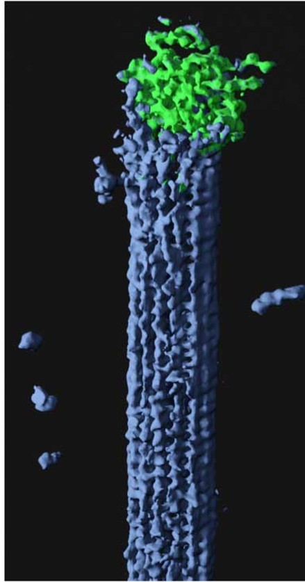 Centriolar cap in action - Cell Biology, Neurobiology and Biophysics ...